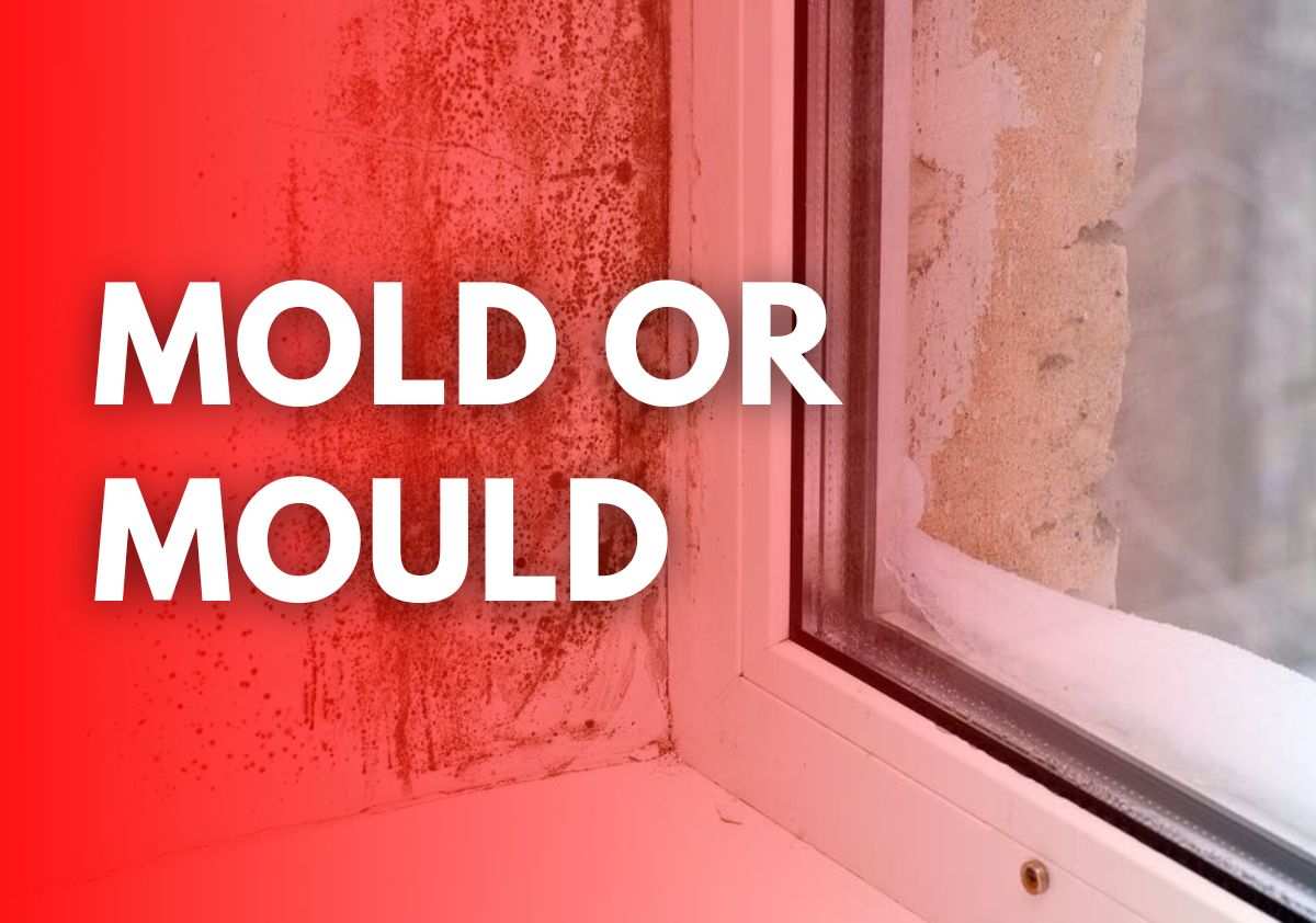 Mold Or Mould: What Is The Difference?